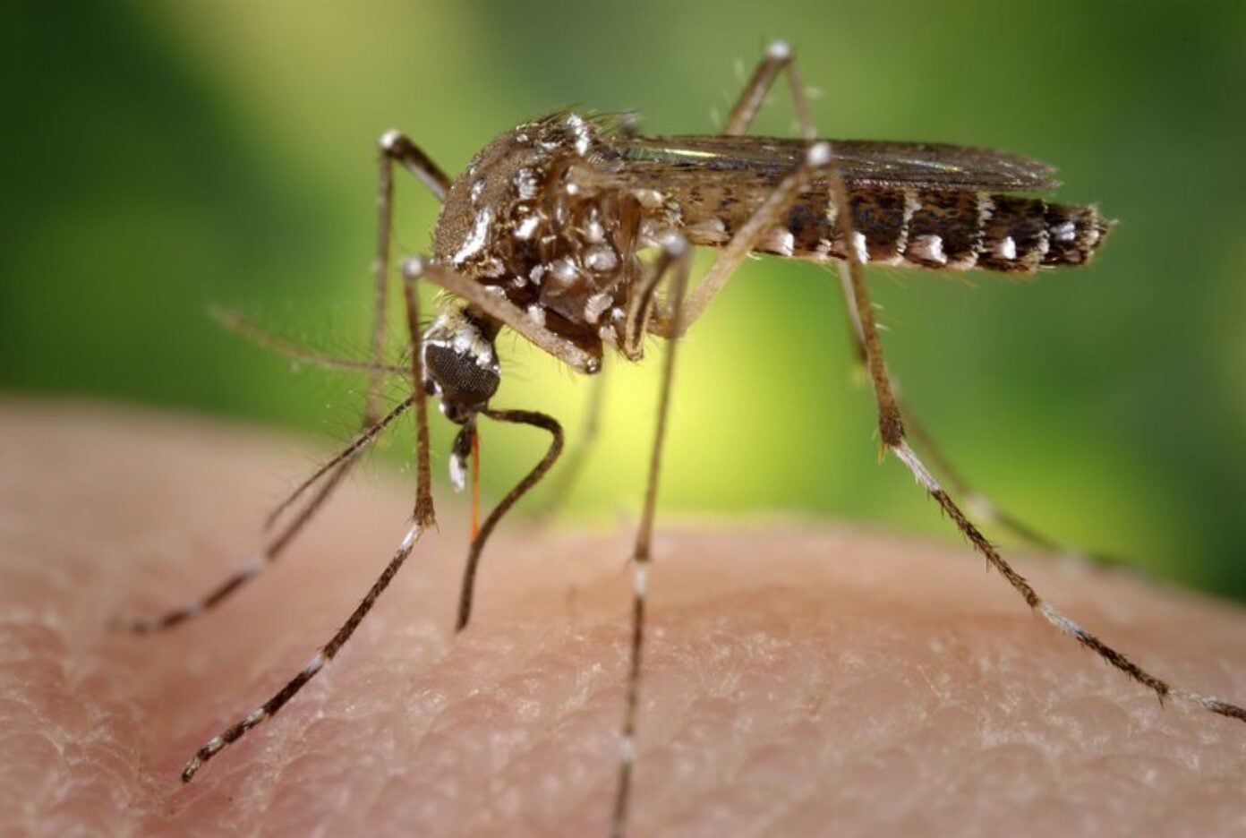 Mosquitoes Learn to Associate World’s Most Used Repellent With Blood ...