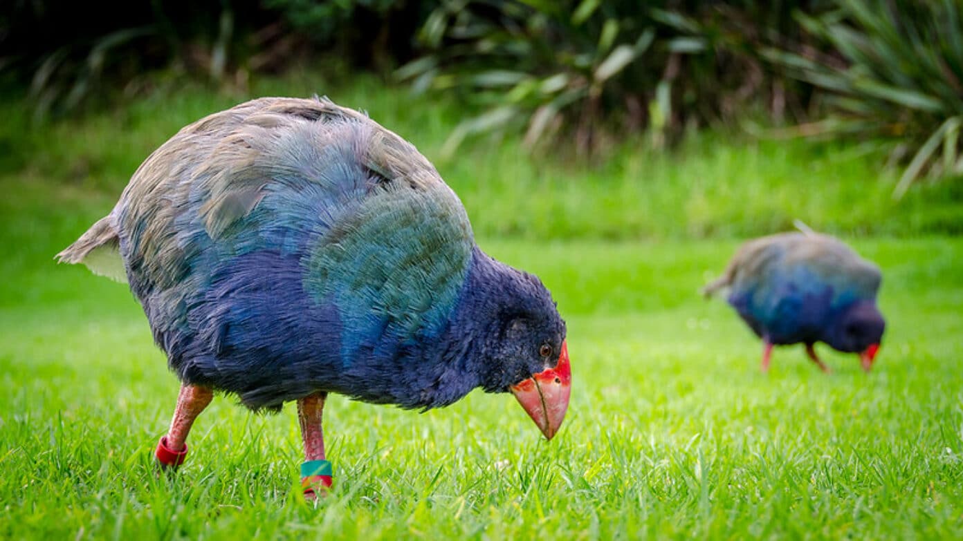 Prehistoric Bird Believed to Be Extinct Returns to the Wild ...