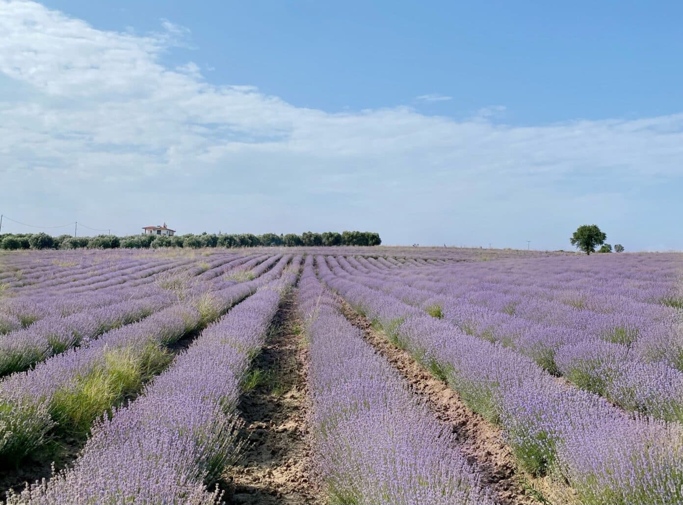 Lavender, a Greek Treasure Since Ancient Times - GreekReporter.com