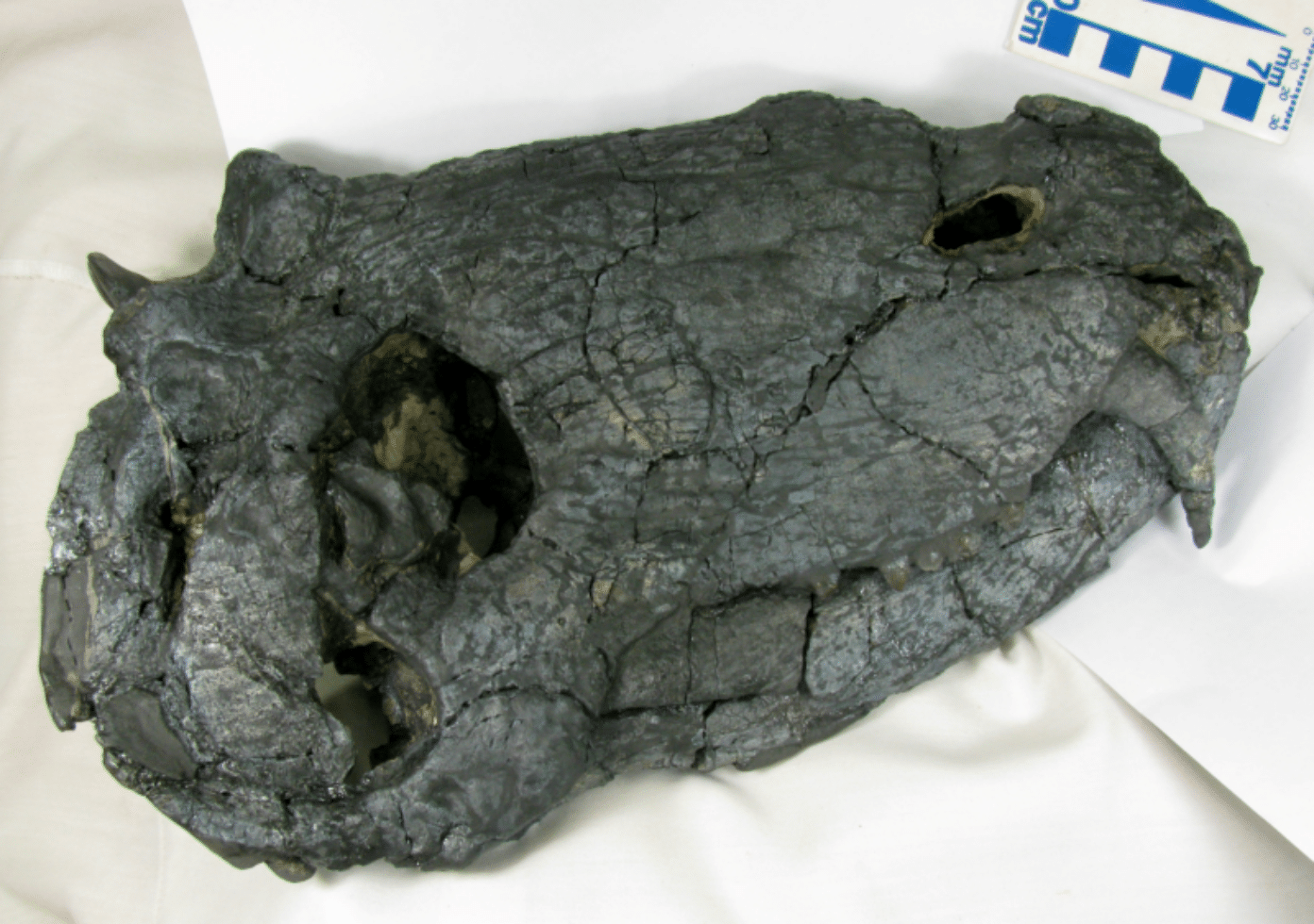 265-Million-Year-Old Fossil Reveals Largest Predator in America ...