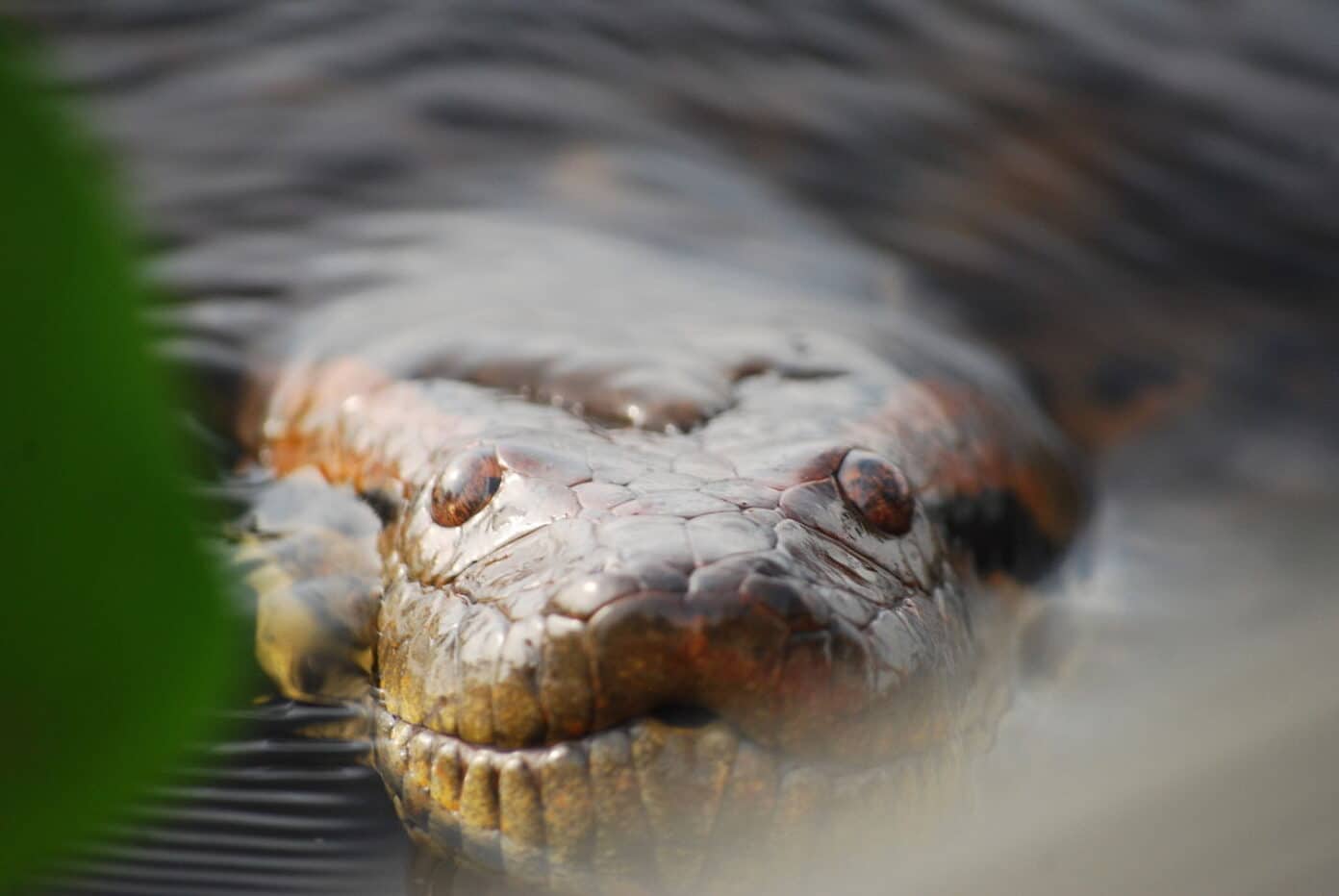 Giant Anaconda Discovered in the Amazon Is the World’s Biggest Snake ...