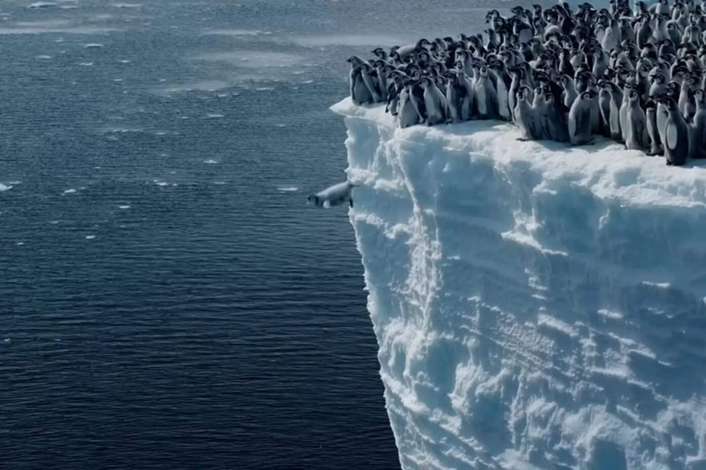 Stunning Video Captures Baby Penguins’ 50-Foot Dive for First Swim ...