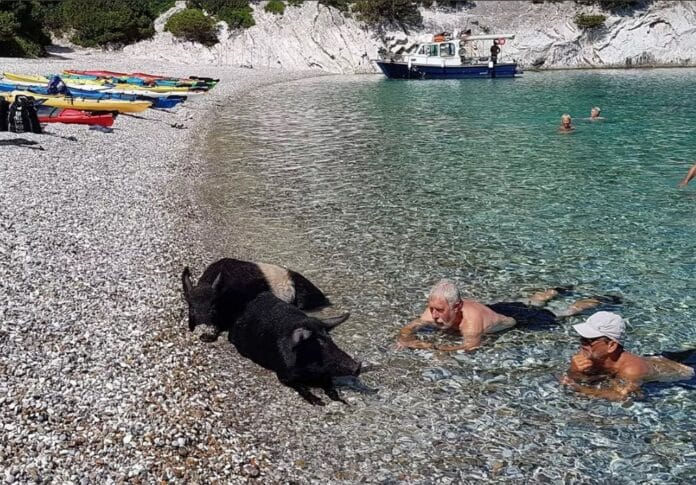 Taking the Plunge With Greece's Swimming Pigs - GreekReporter.com