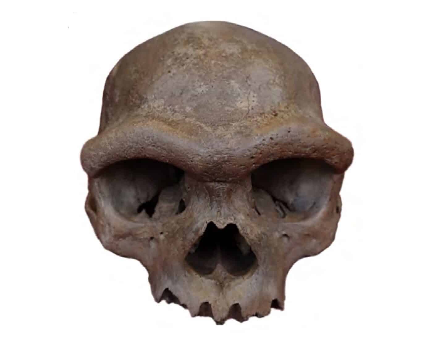 Dragon Man Skull Identified as First Denisovan Cranium in Breakthrough ...