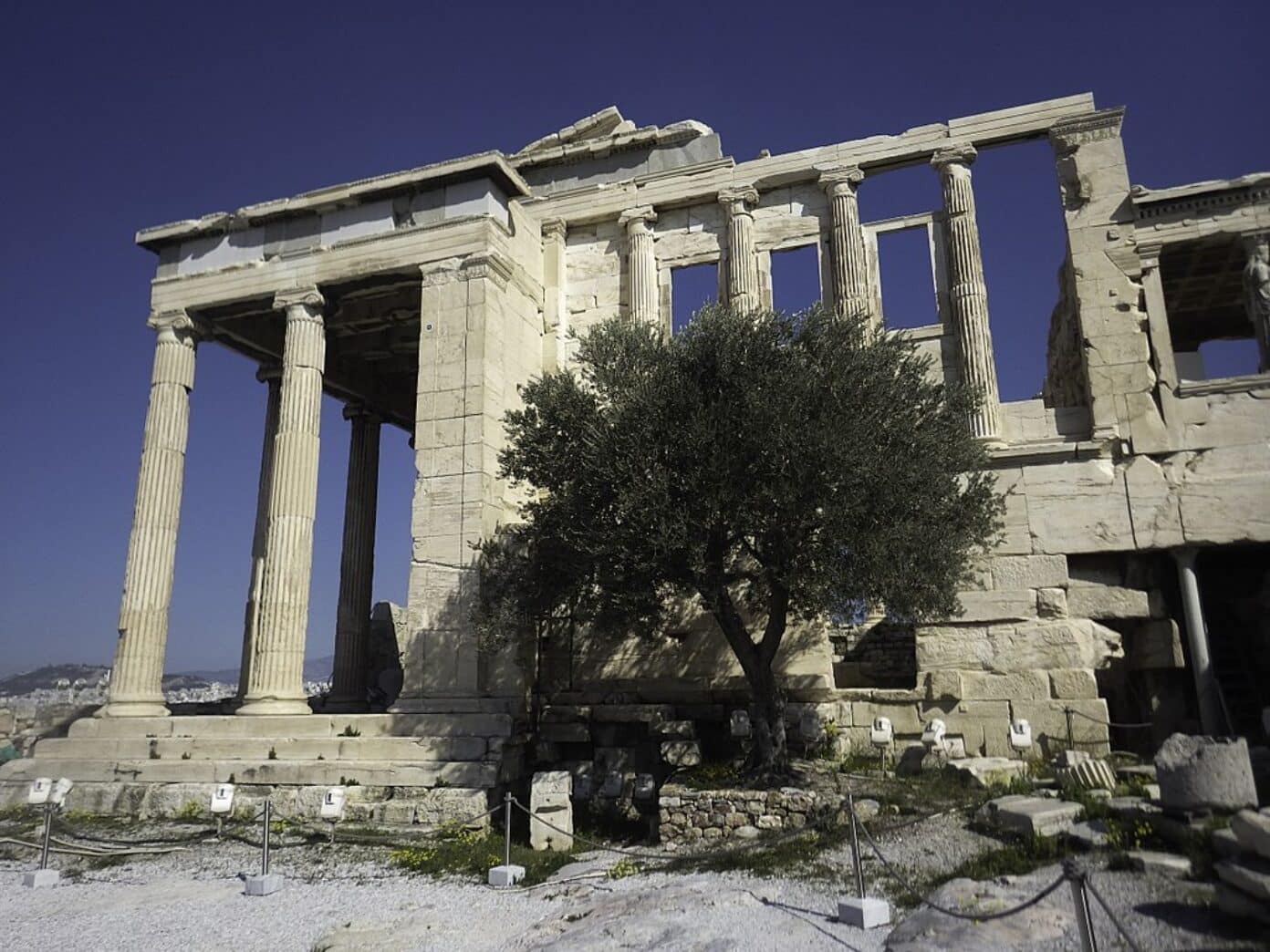 How Ancient Athens Protected Its Precious Olive Groves - GreekReporter.com