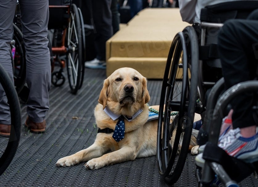 Service Dogs to Be Allowed in America's Greek Orthodox Churches ...