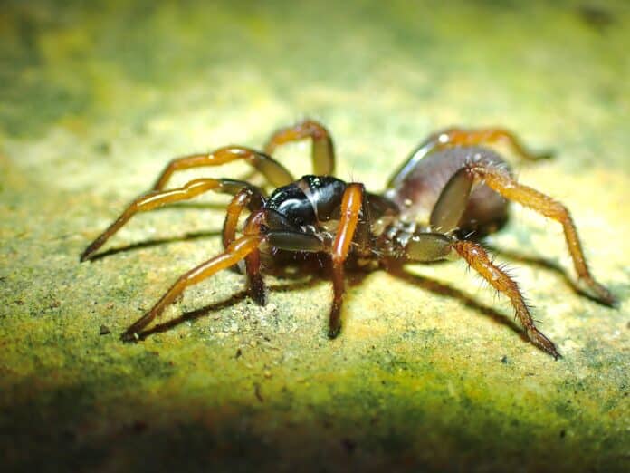 New Species of Intersex Spider Discovered in Thailand - GreekReporter.com