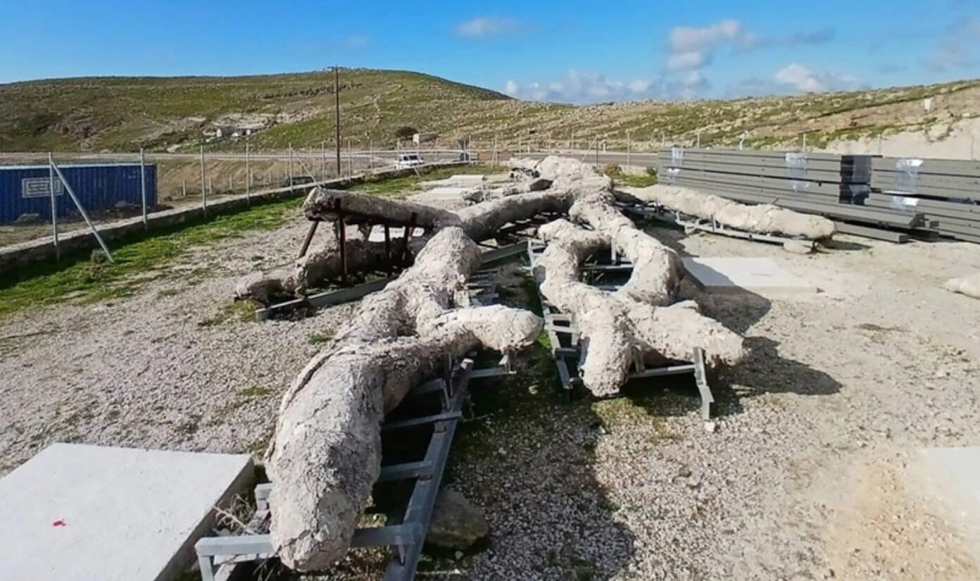 Lesvos: An 18-Million-Year-Old Tree "Comes to Life" - GreekReporter.com