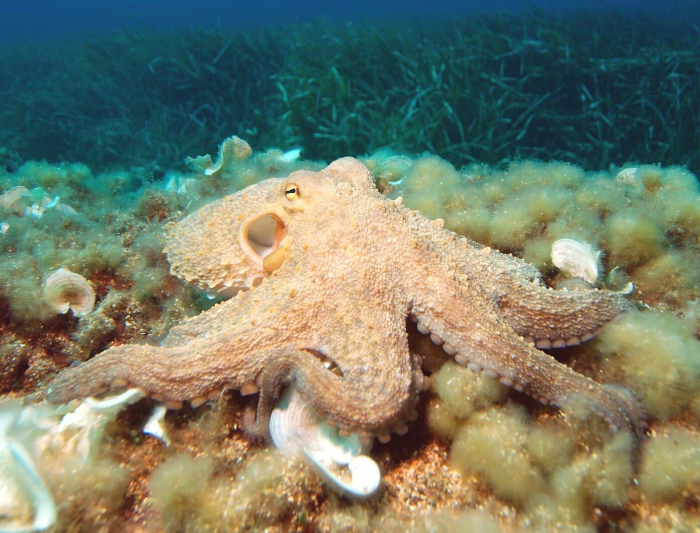 Octopus-Inspired Artificial Skin Can Change Color and Texture Instantly ...