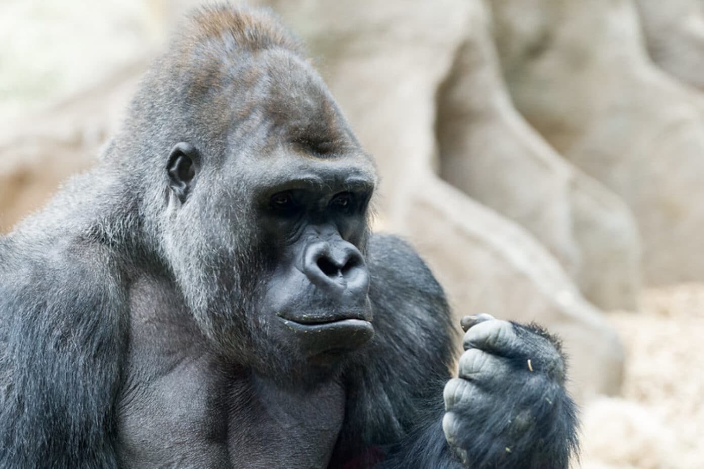 18-Million-Year-Old Fossils in Egypt Show All Apes Came From North ...