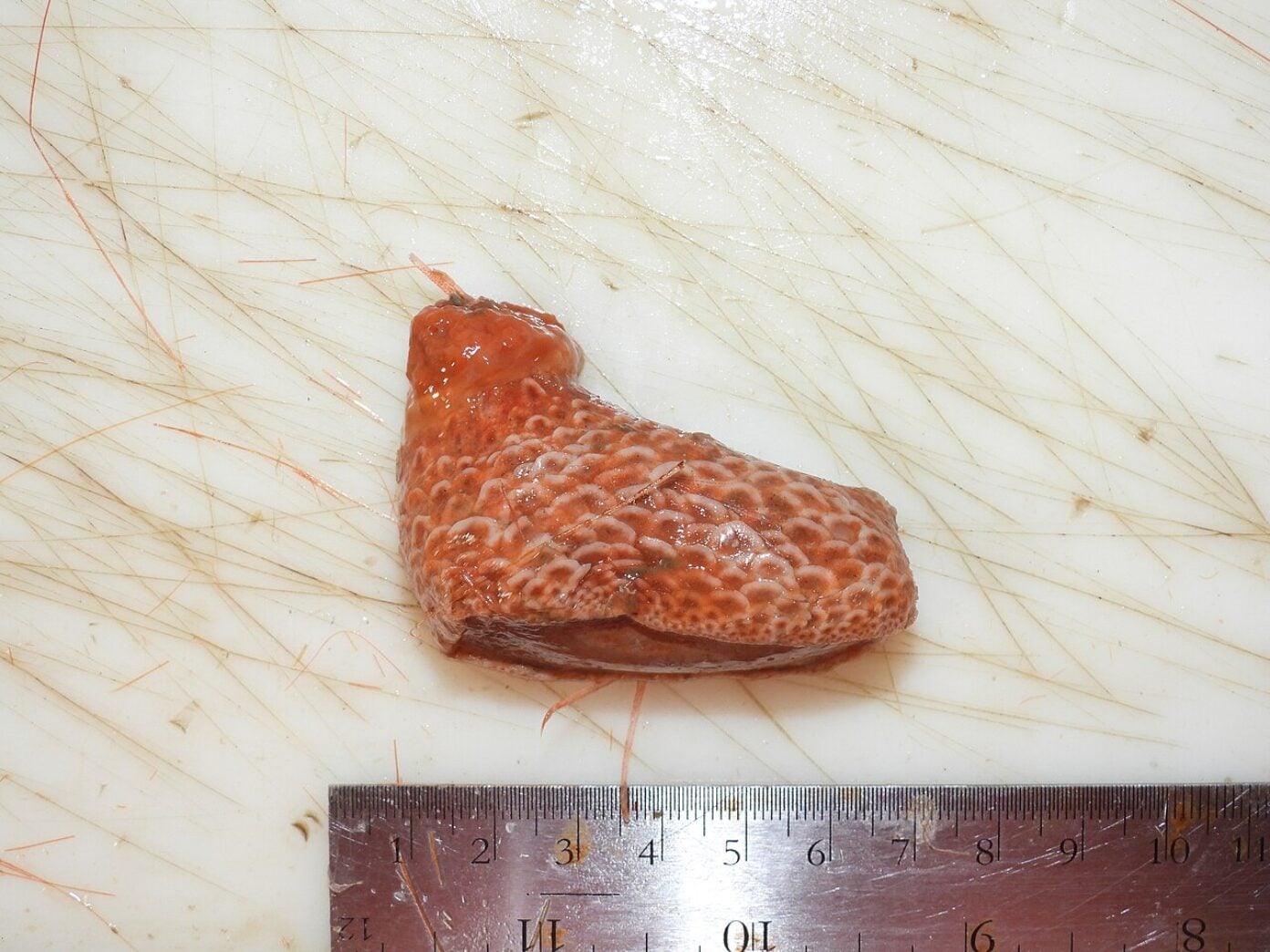 Scientists Find Signs of Biological Immortality in Sea Cucumber ...