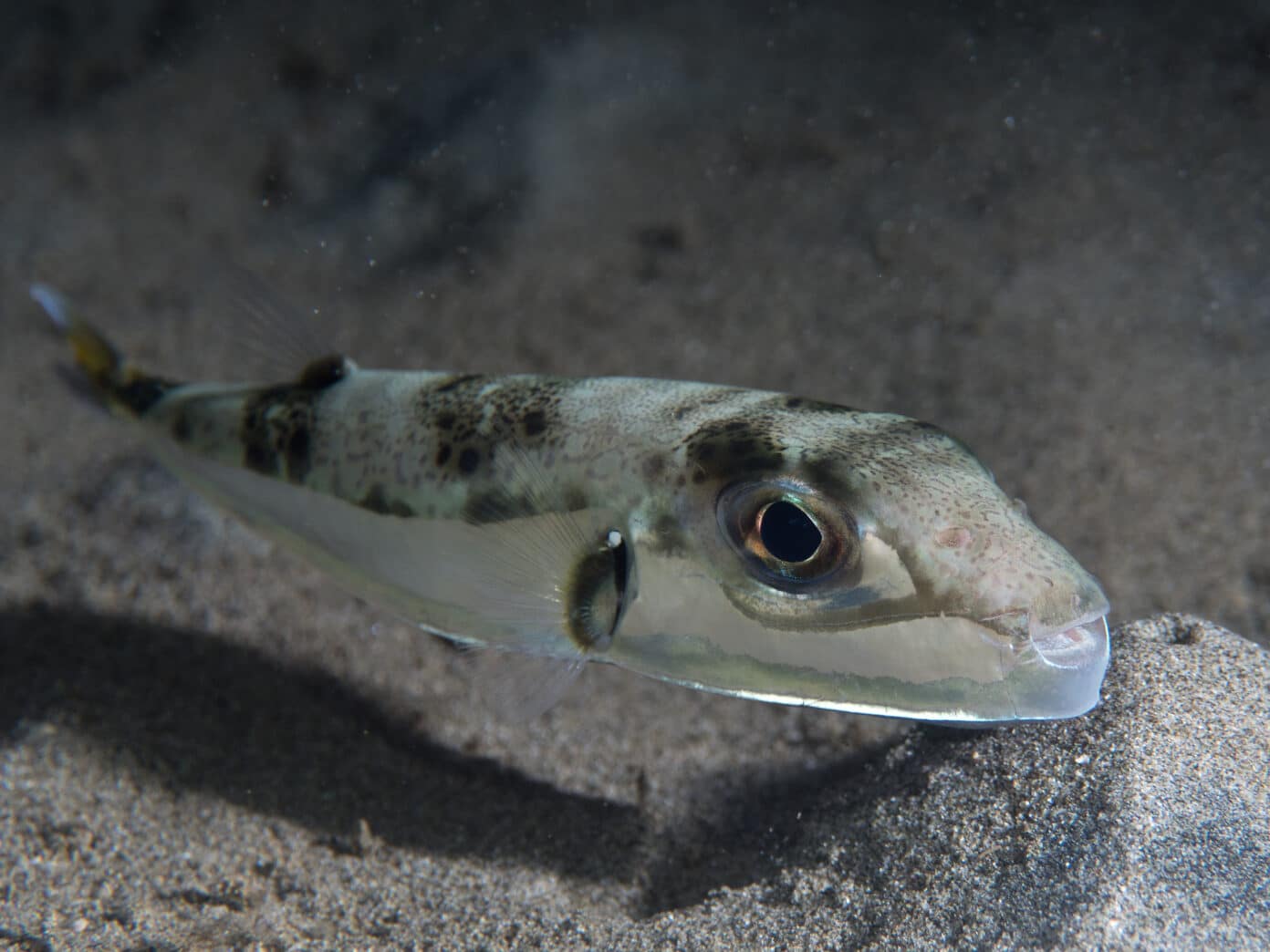 Greece’s Toxic Pufferfish: What Swimmers and Fishermen Need to Know ...