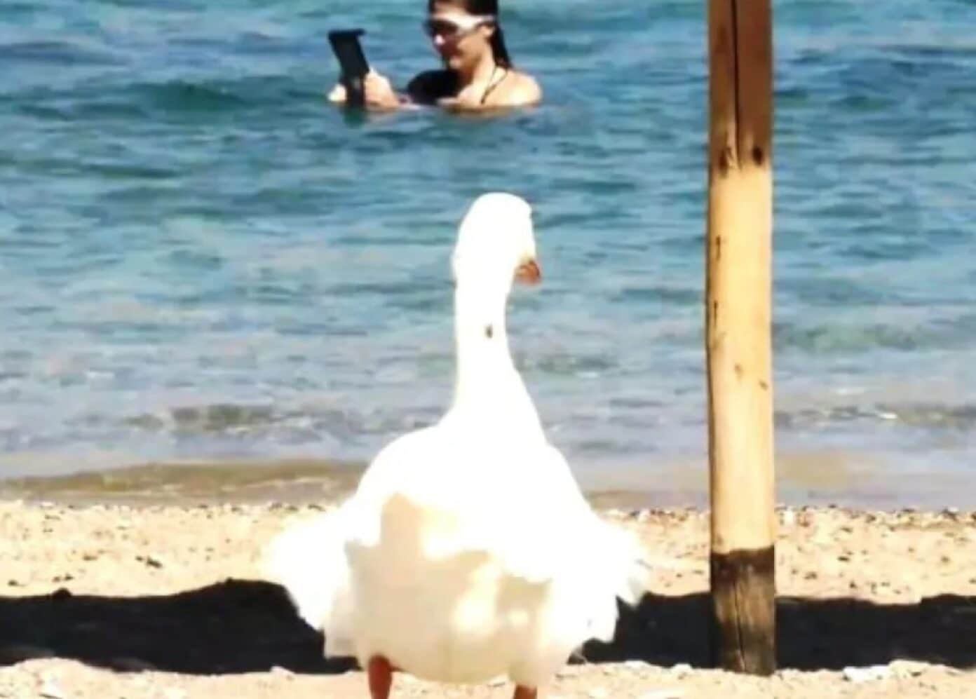 The Battle of a Greek Beach: A Goose's Defiant Stand Against Tourism ...